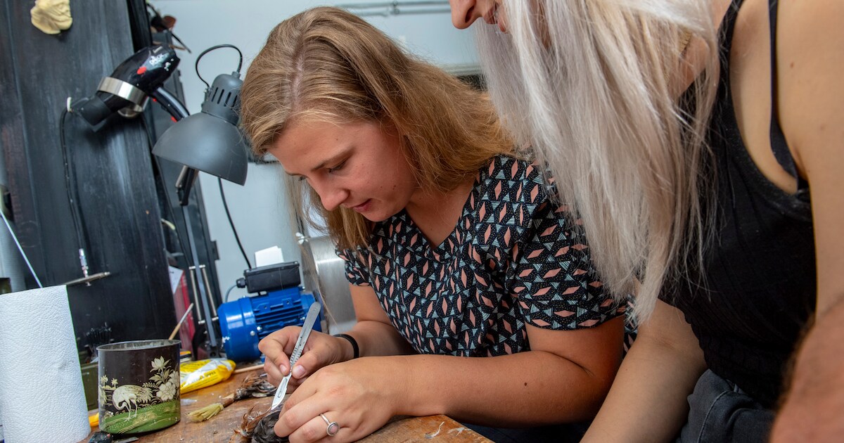 Verslaggever Rachel snijdt in een vogeltje: ‘Er komt een bepaalde ...