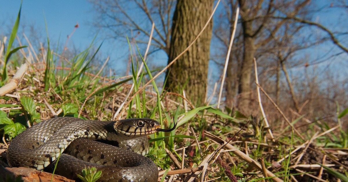 Zorgen over toename ringslangen in de Krimpenerwaard: ‘Ik vind het enge ...