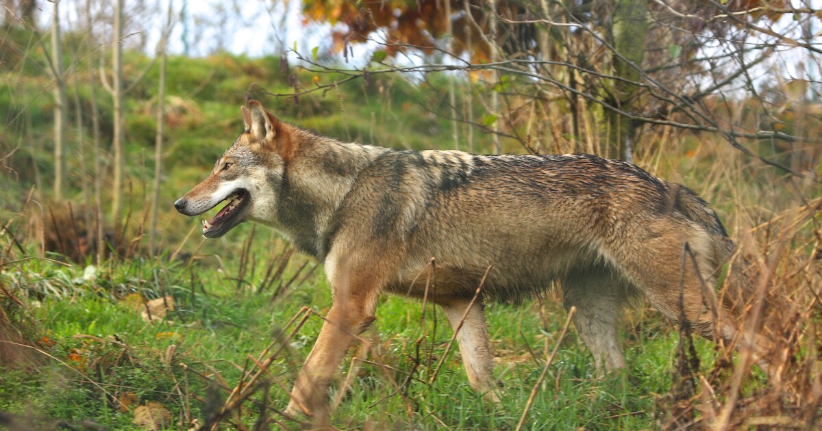 Wolf vestigt zich definitief in Drenthe | Regio | AD.nl