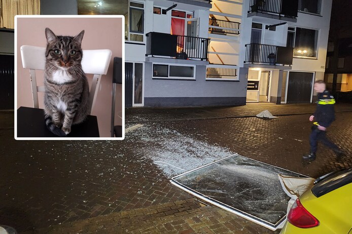 Na hevige explosie is kat Mickey tóch teruggevonden: ‘Ik dacht dat ze ...