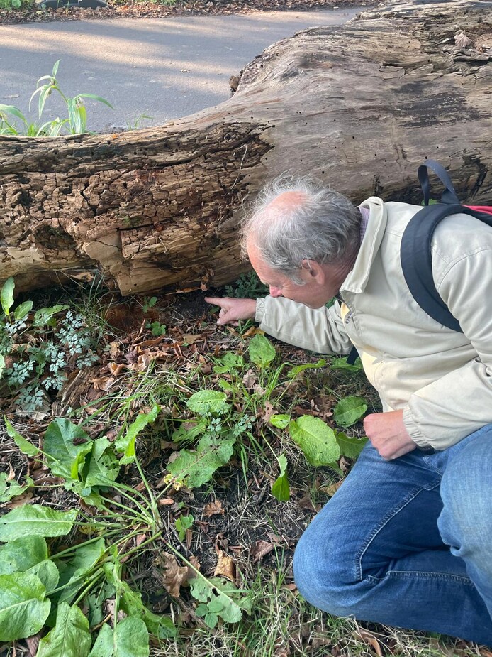 Paddenstoelenkenner Peter-Jan doet unieke vondst: ‘Ik dacht: wat gek ...